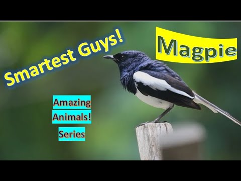Magpie facts 🦜 intelligent creatures 🤩