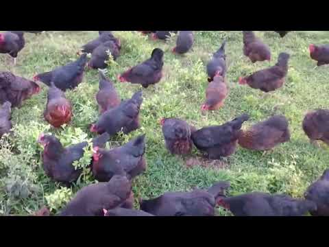 Bv 380 Chicks - BV380 Month Old Chicks Wholesale Distributor from Mysore