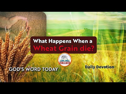 What happens When a Wheat Grain die? God's Word Today