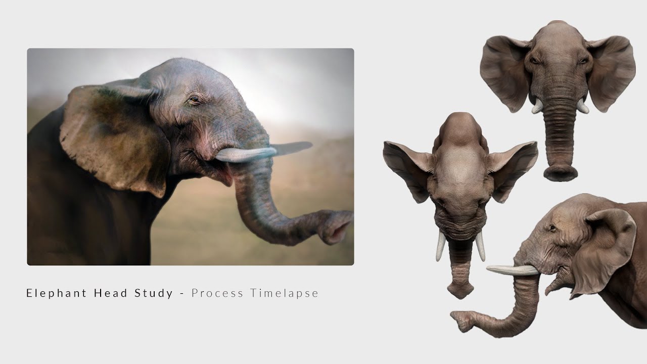 Elephant Head Process Time-lapse