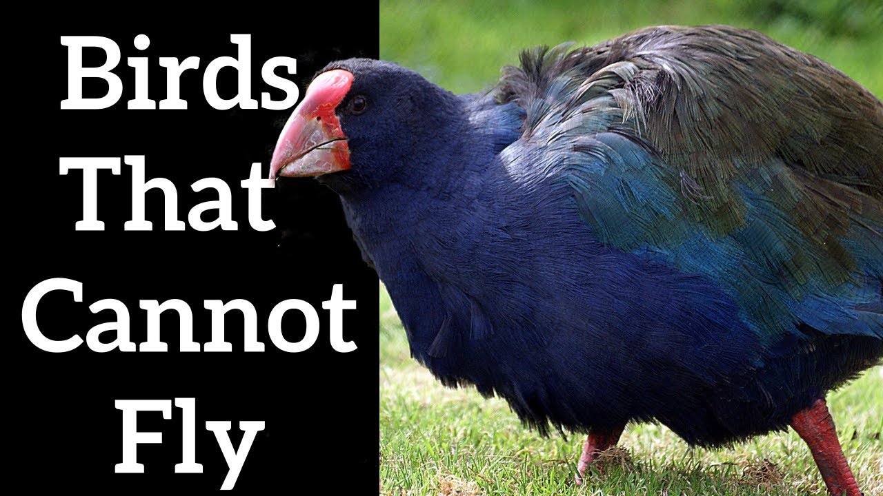 Flightless Birds - Why Do Birds Become Flightless?