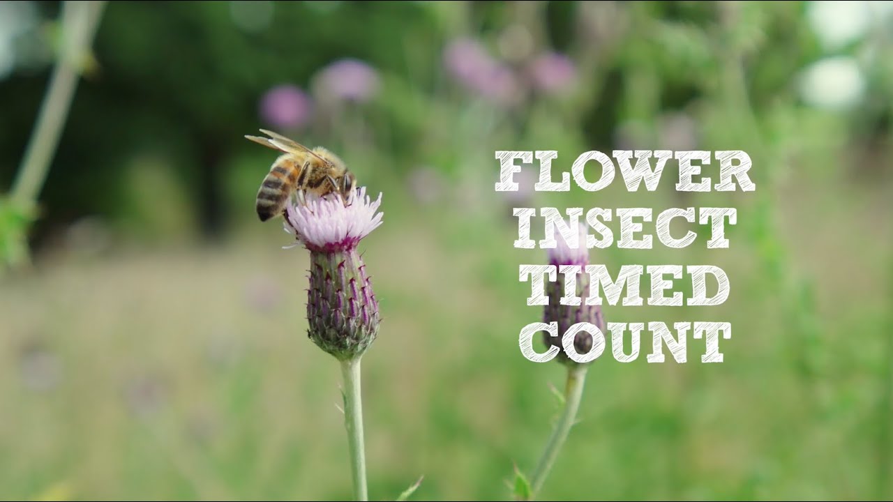 Flower-Insect Timed Count (FIT Count) - National Biodiversity Data Centre