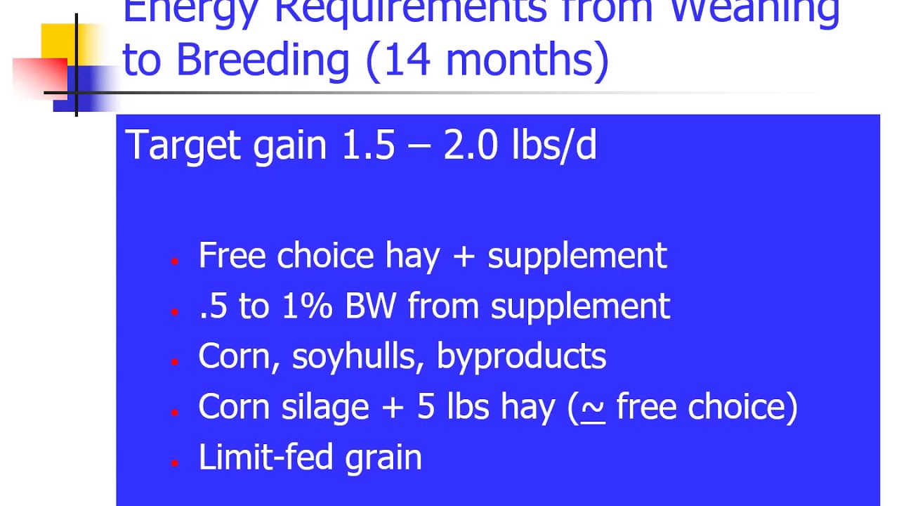 Beef Heifer Development series, session 4
