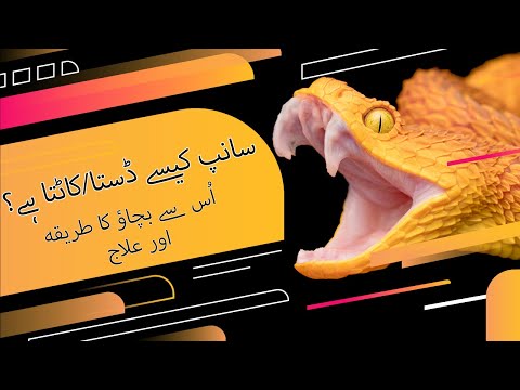 The untold story of Snakebite | Snake Venom & Anti-Venom - Urdu Hindi [How to survive a Snake Bite]