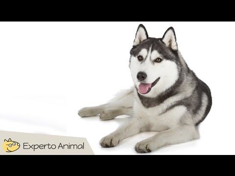 HUSKY SIBERIANO – EL FARO DEL FÉNIX