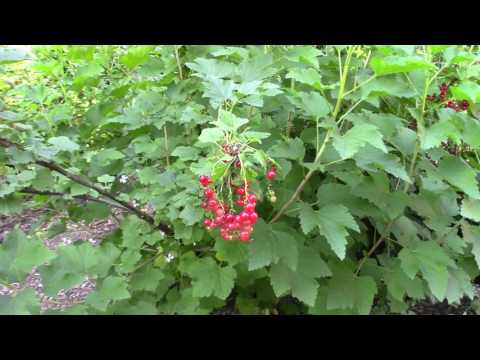Red currant bush on urban homestead