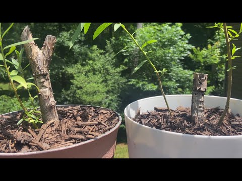 What Will Happen to The Ent’s Face?
