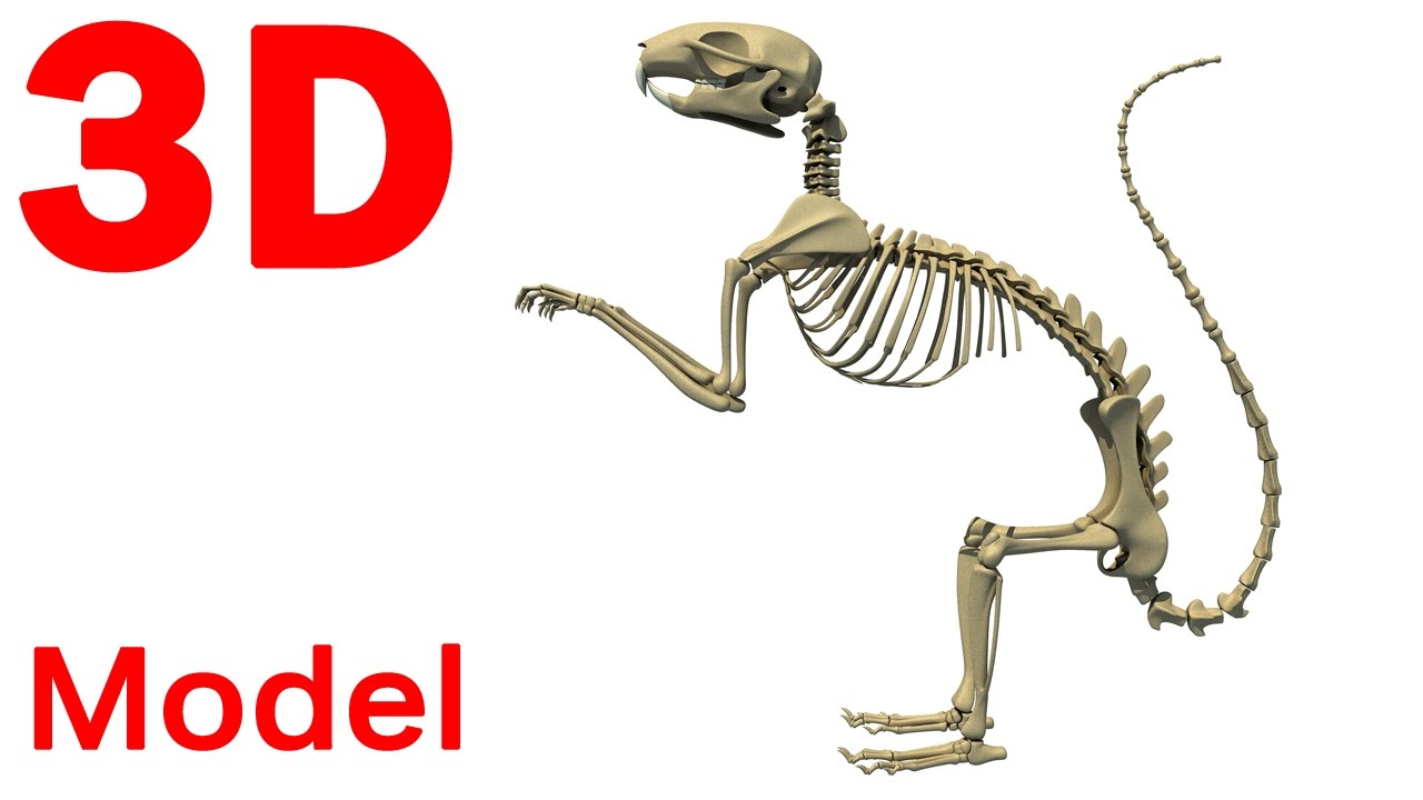 Squirrel Skeleton