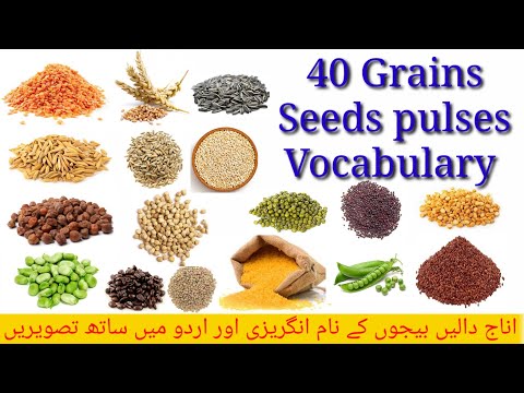Grains Seeds Pulses Name in English and Urdu with Pictures (@Home Based Knowledge)