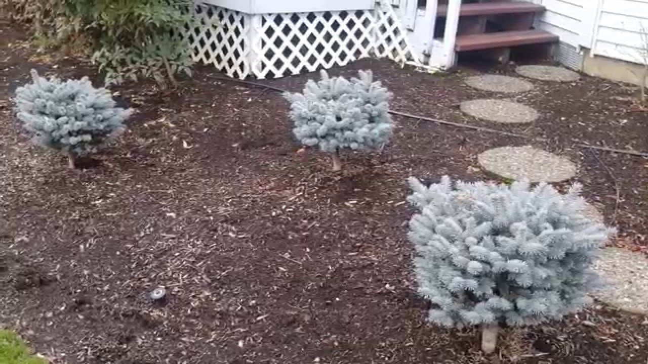 Dwarf Colorado Blue Spruce / Picea pungens 'Glauca Globosa'