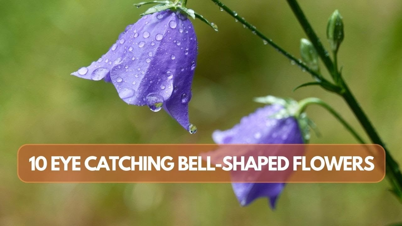 Ring in the Beauty: Top 12 Bell-Shaped Garden Flowers