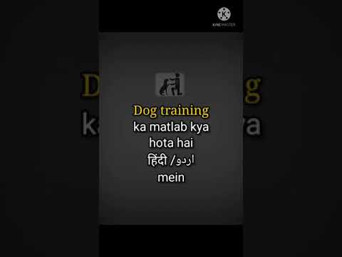 Dog training meaning in HINDI/URDU | Dog training Pronunciation | Dog training Sentence | #shorts