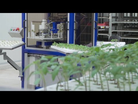 ISO Group introduces how robotization in propagation can help the grower work efficiently