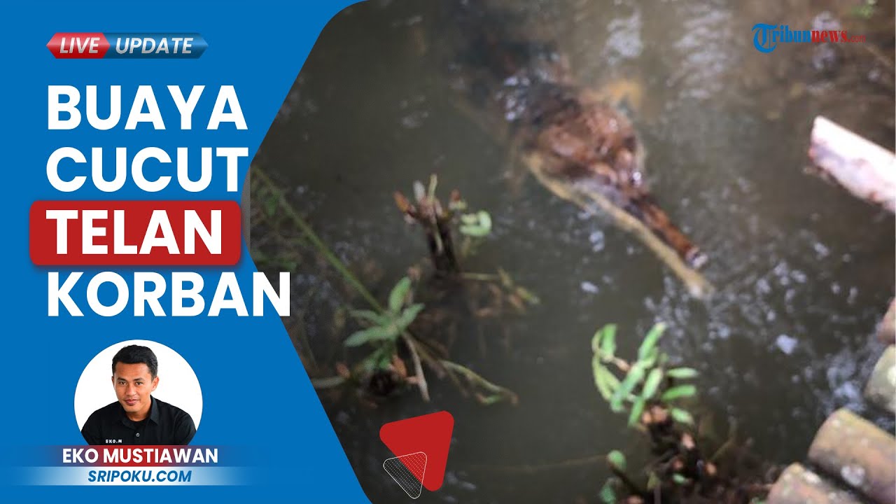 Buaya Cucut Muncul Lagi di Sungai Ketuan Sadarkarya Mura Buntut Aliran ...