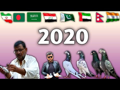 2020 Video Highlights | Ch Sakhi Muhammad Bhatti Pigeons