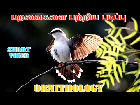 பறவைகளை பற்றிய படிப்பு ORNITHOLOGY/ Info flix Tamil/TAMIL EXPLAINER