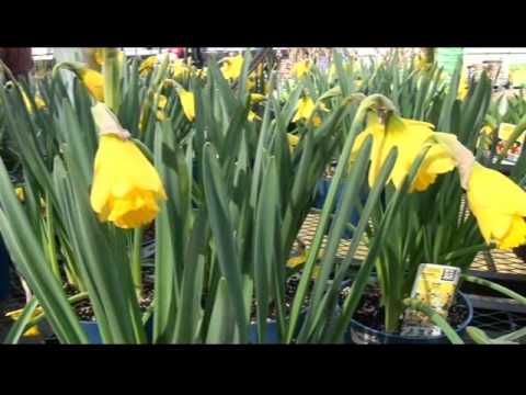 Daffodils - Tips, Gardening, Pictures, Care, Meaning, Growing Daffodils