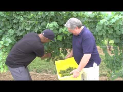 Sadat X & Will Tell True Wine Connoisseurs #43 THE CRUSH