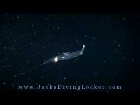 Care to go deep for a short diversion from the incessant Weiner Madness ...