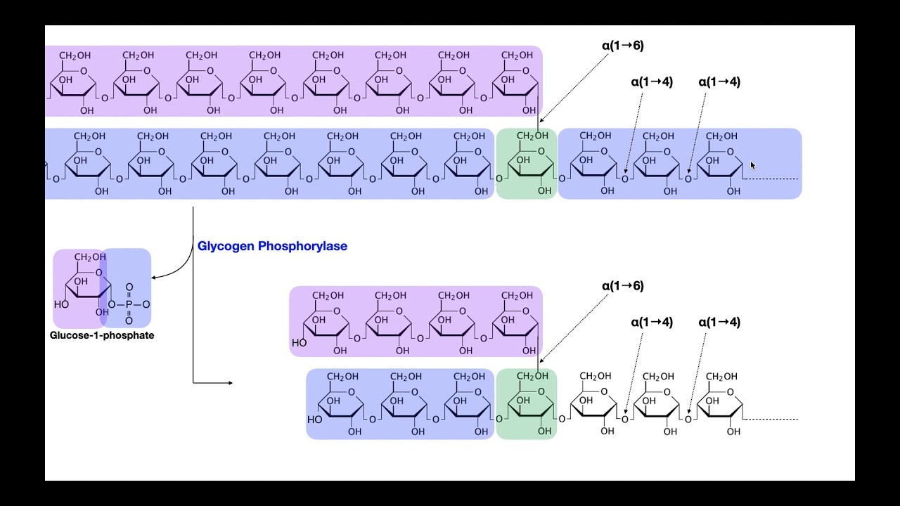 Biochemistry of Glycogenolysis EXPLAINED