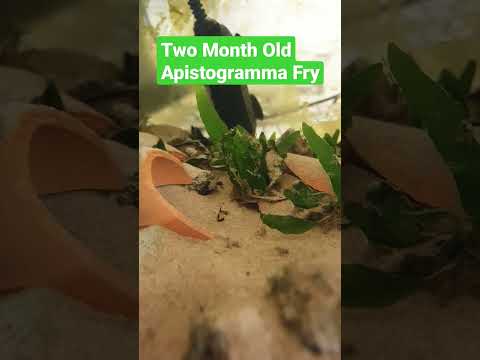 Two Month Old Apistogramma Macmasteri Fry
