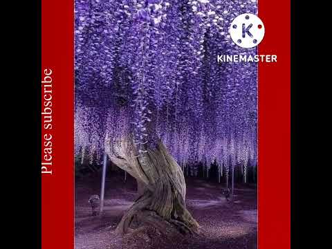 Amazing Japanese wisteria