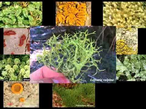 North American Lichens and Bryophytes: Sensitive Indicators of Env. Quality and Change - [Part 1]