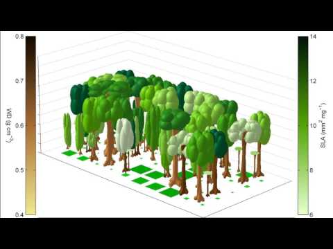 Amazon Rainforest: Biodiversity mitigating climate risk