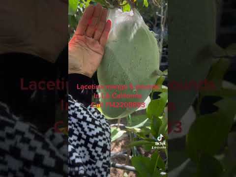 lancetilla mango tree