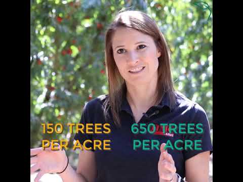 Tricks to Growing the Perfect Nectarine