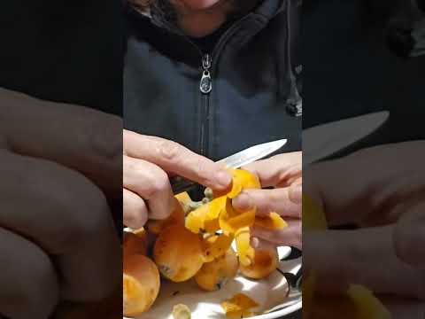 How I eat loquats, picked from my friends garden. #garden #fruit #loquat #sweet #yummy