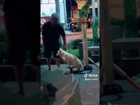 🐶😂🥰 POV: When Your Dog Gets Pampered Too Much (@pets.cuti22 on TT) #pet #fyp #dog #viral #xuhuong