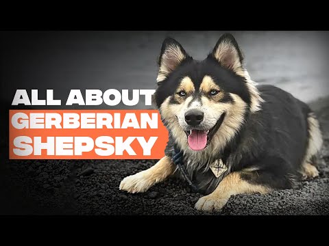 German Shepherd x Husky Mix (Gerberian Shepsky): The Complete Breed Info