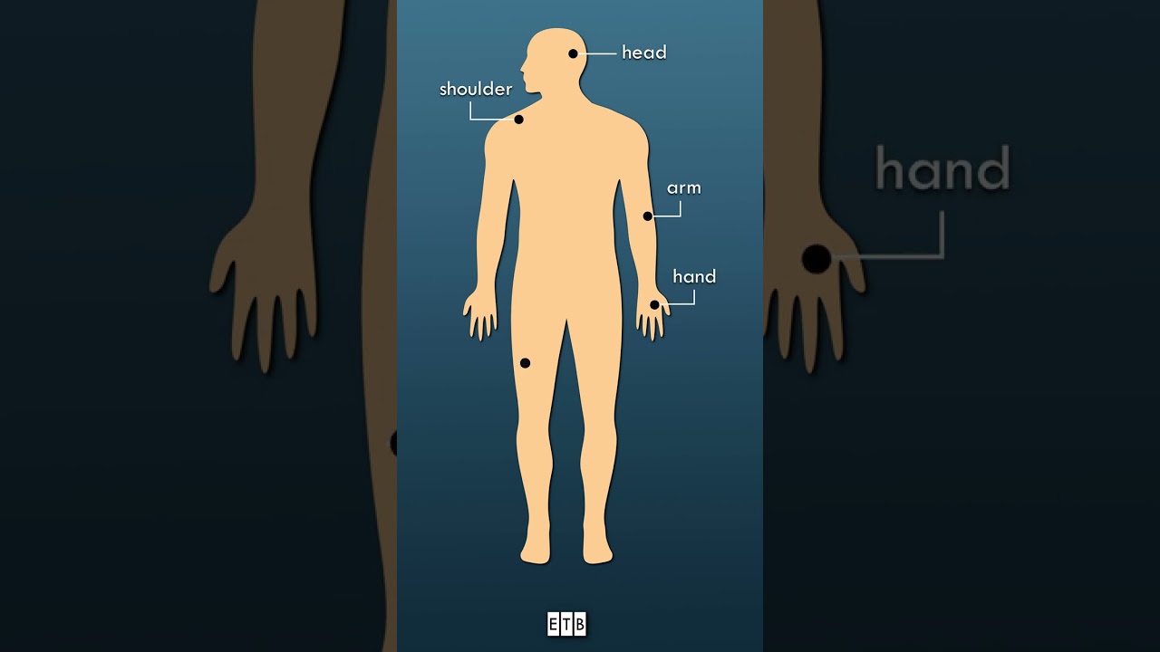 Parts of the Body #vocabulary