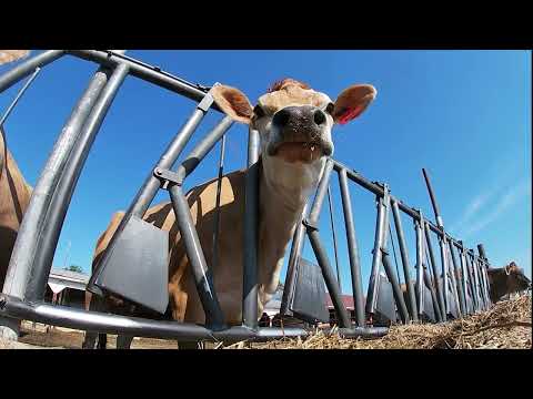 Electronic Certificate of Veterinary Inspection (eCVI) - Click link in the description to learn more