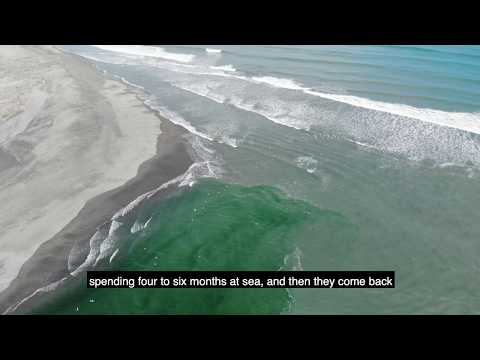 The kĹŤaro - A very special native New Zealand freshwater fish