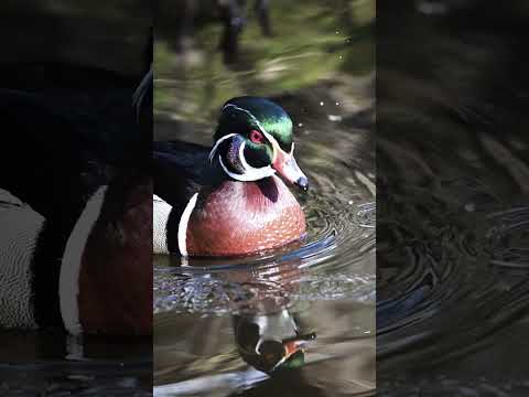 This Wood duck's colors are Shockingly Beautiful