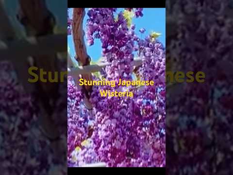 Stunning Japanese Wisteria #trending #viral #shorts #youtube #shortsvideo #japanesegardens #trend