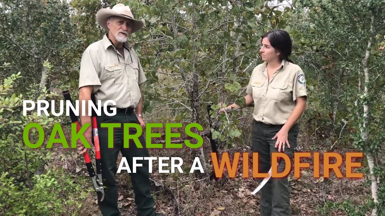 Pruning Trees After A Wildfire - How to Turn an Oak Bush into an Oak Tree