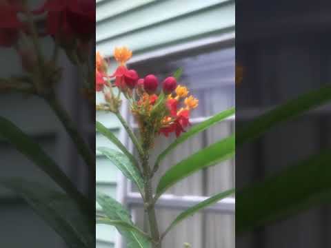 Oleander aphids on milkweed