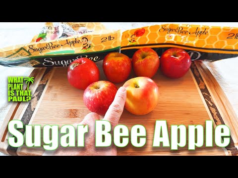 Organic Sugar Bee Apple TASTE and REVIEW / THESE ARE AMAZING / GUESS the BRIX?