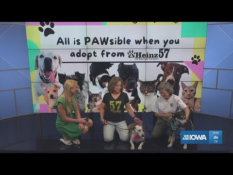 Dogs up for adoption at AHeinz57 Pet Rescue & Transport