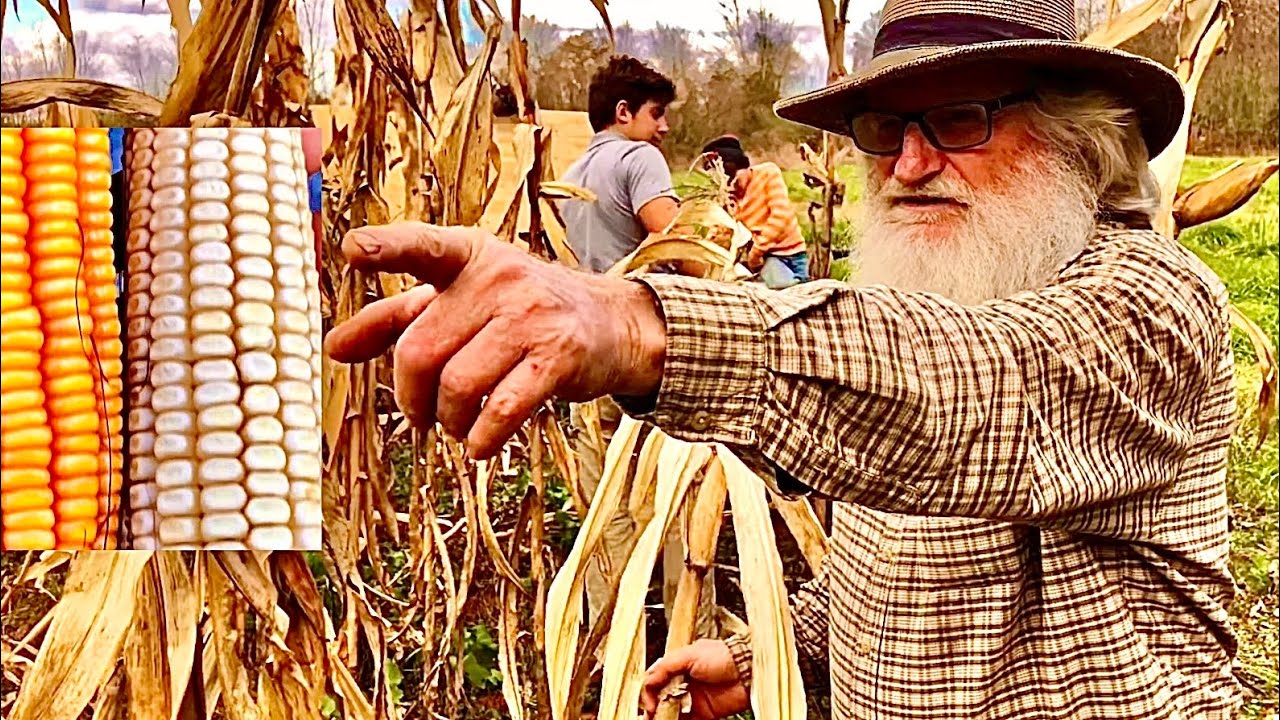 Picking three types of corn!
