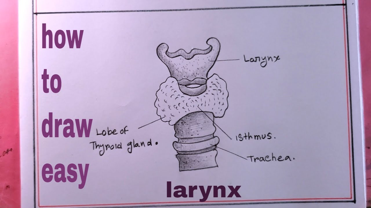 how to draw larynx easily/human larynx diagram