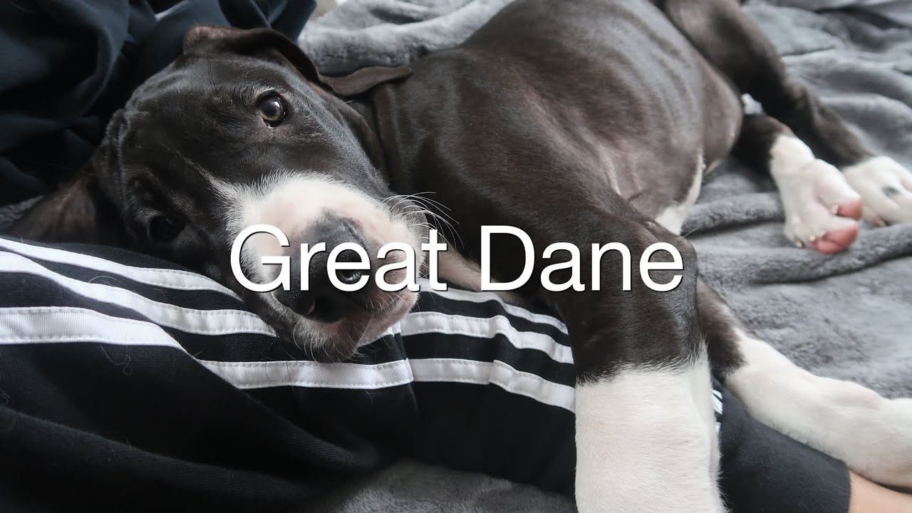 Great Dane Puppy Mantle