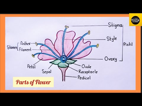 How to draw "Parts of Flower "step by step for beginners in a very easy way|| @TheDrawingAcumen
