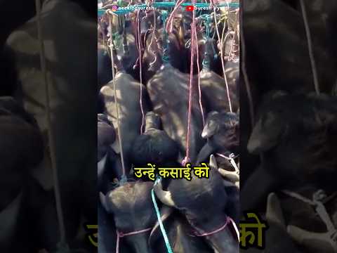 Dark reality of beef in India