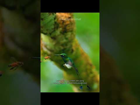 Persaingan lebah dan kolibri