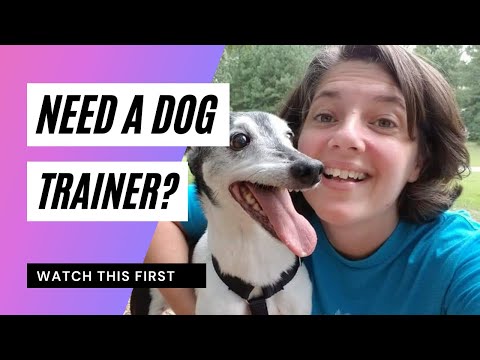 7 Questions BEFORE you hire a DOG TRAINER