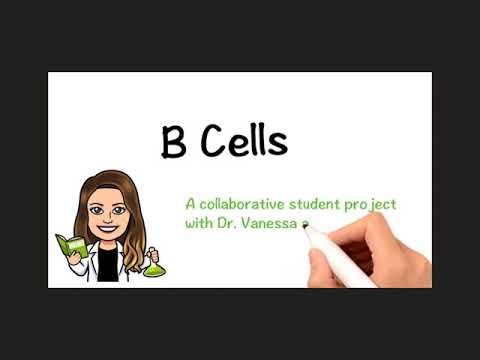 What are the function of B cells in the immune system?